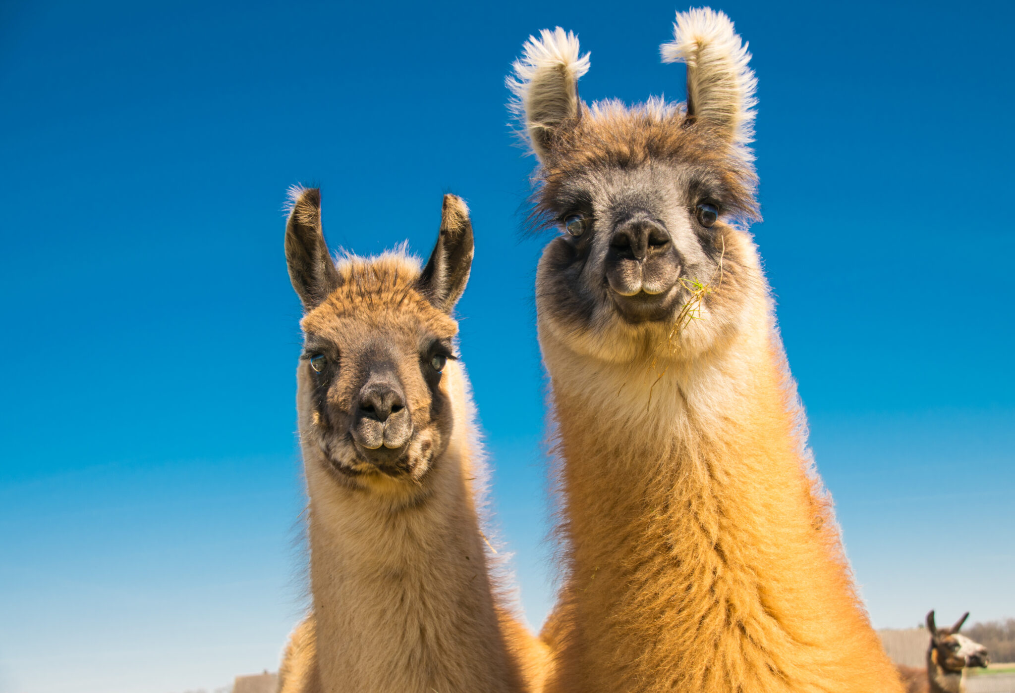 「ラマ（リャマ）」とはどんな動物？特徴やアルパカとの違いを紹介 | TRANS.Biz